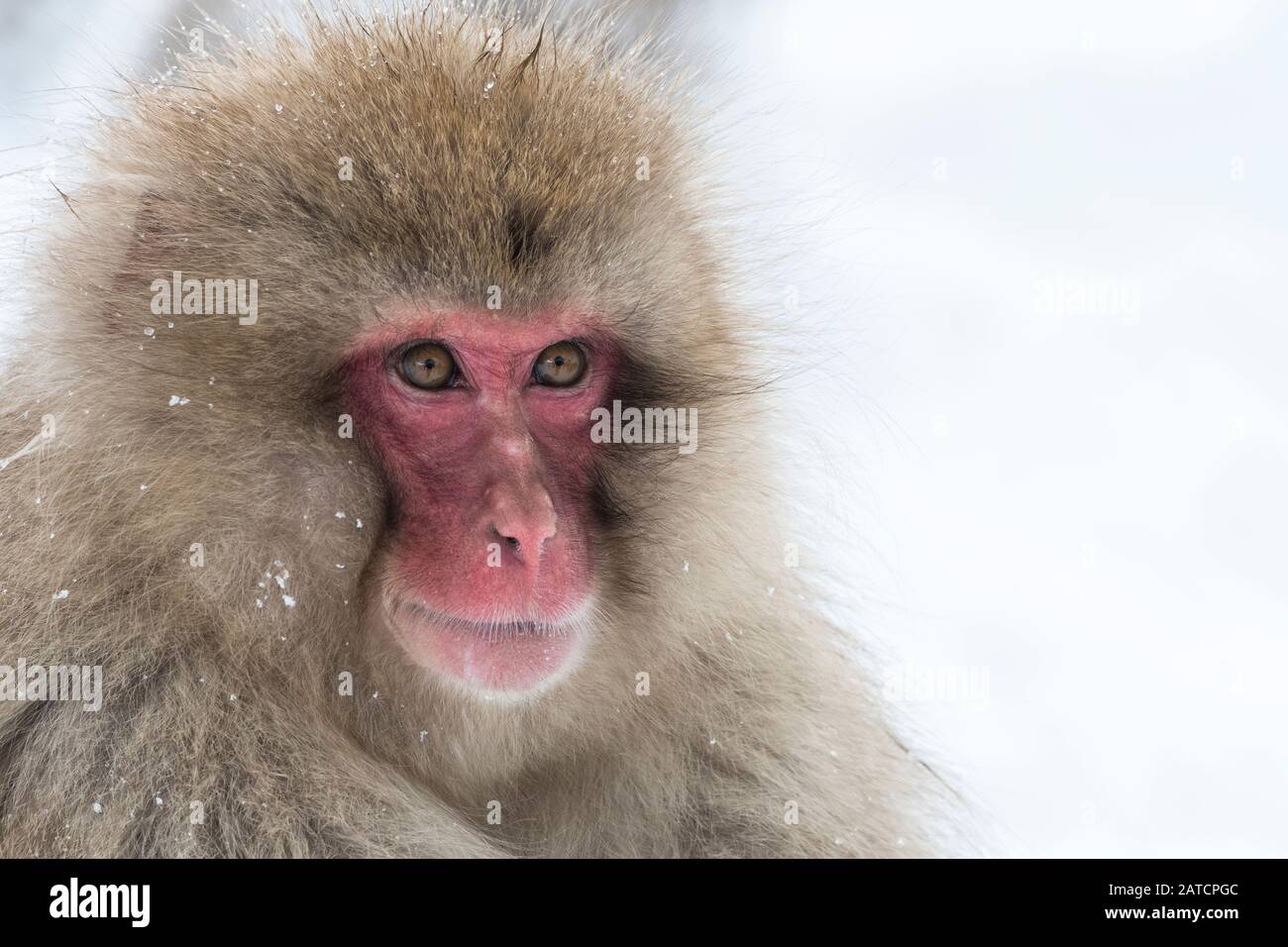 Snow Monkey Portrait Stock Photo - Alamy