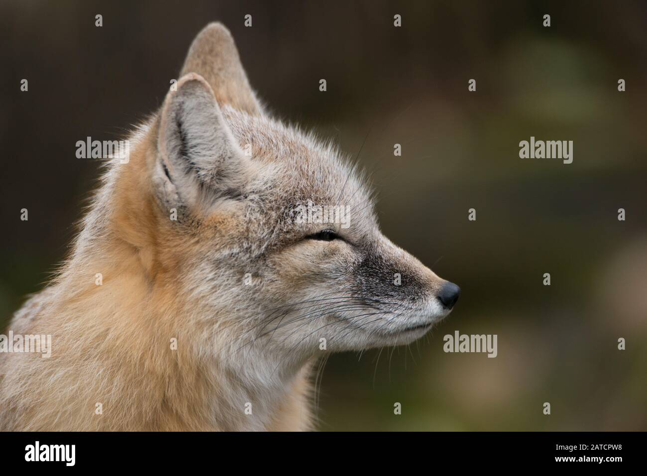 Corsac fox in the forest Stock Photo - Alamy