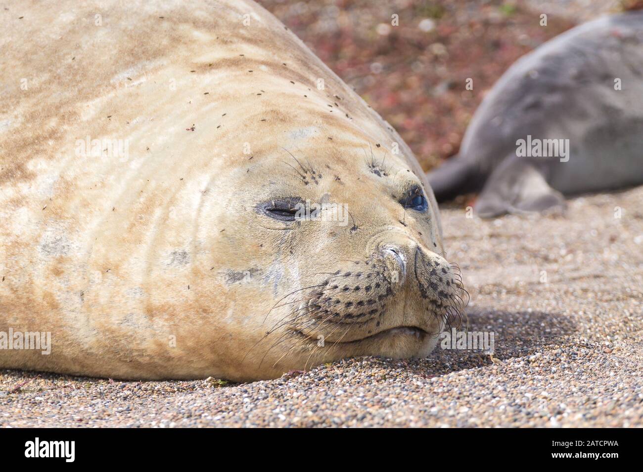 Elephant seal on beach close up, Patagonia, Argentina. Isla Escondida ...