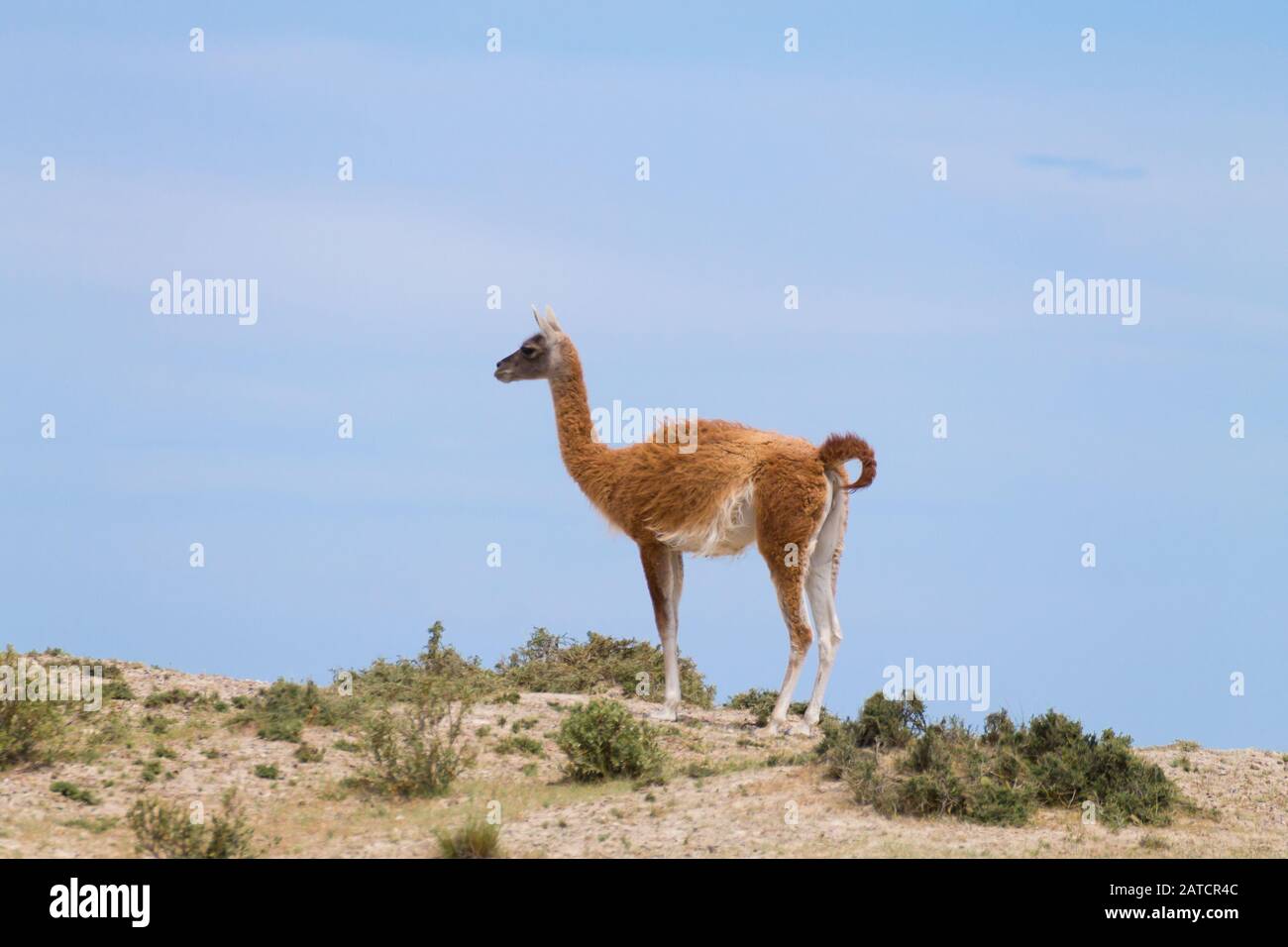 Guanaco close up, wildlife from Patagonia, Argentina. Argentinian wild ...