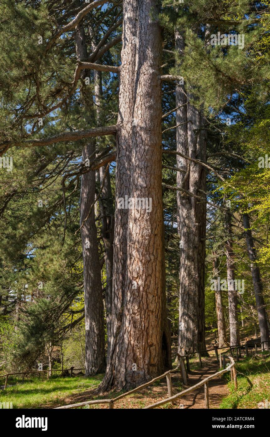 European black pine hi-res stock photography and images - Alamy