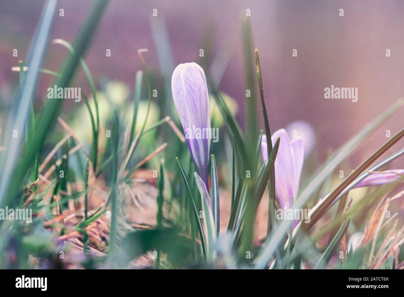 Italian flower species hi-res stock photography and images - Alamy