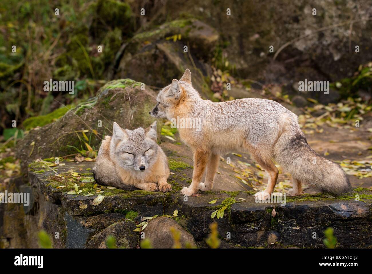 Corsac fox in the forest Stock Photo - Alamy