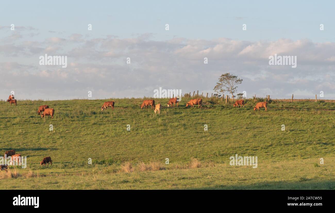 Brazil Countryside High Resolution Stock Photography and Images - Alamy