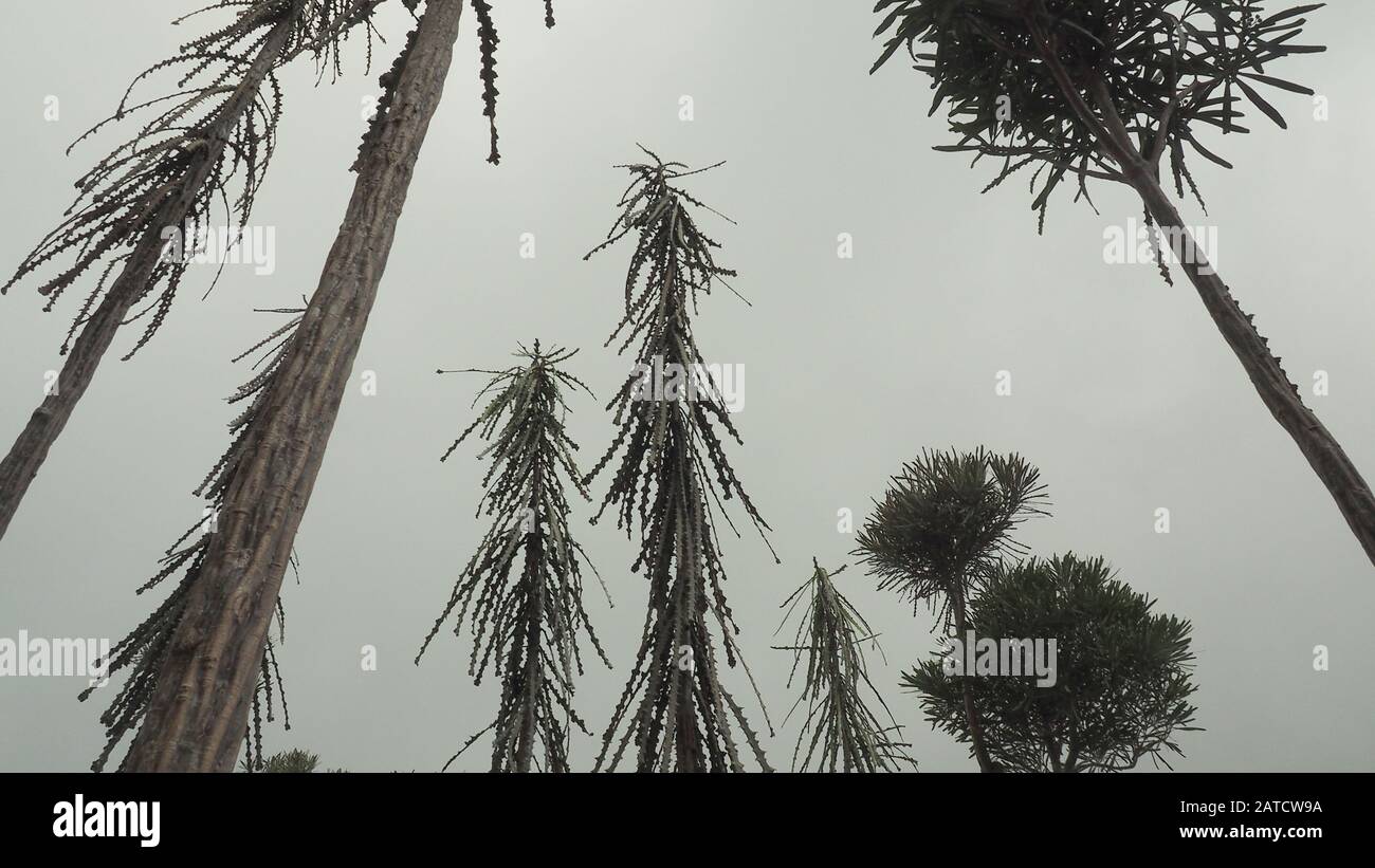 In Otari-Wilton's Bush, a lancewood group planting demonstrates the ...