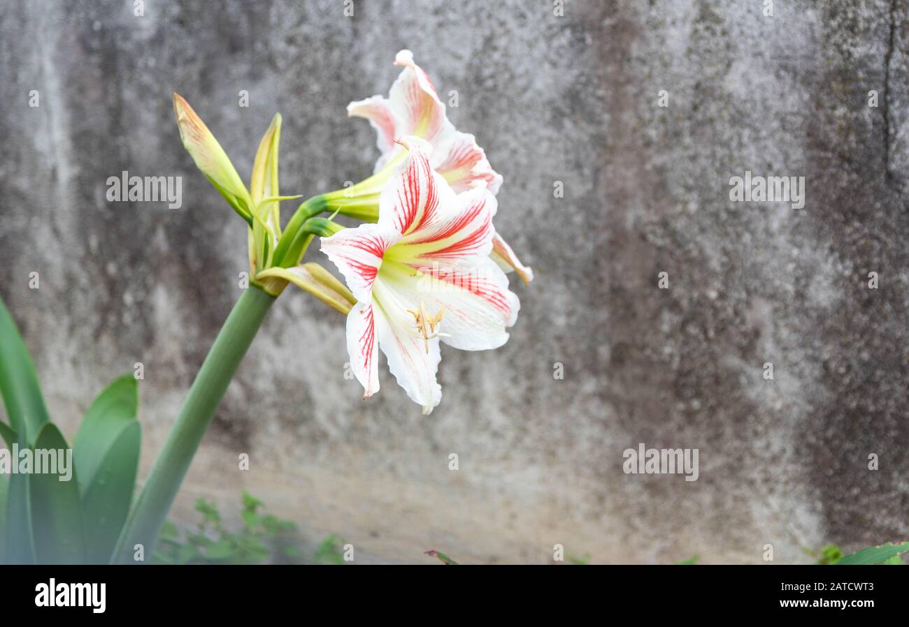 Lily flower. The lily is the name given to the flowers of the genus ...