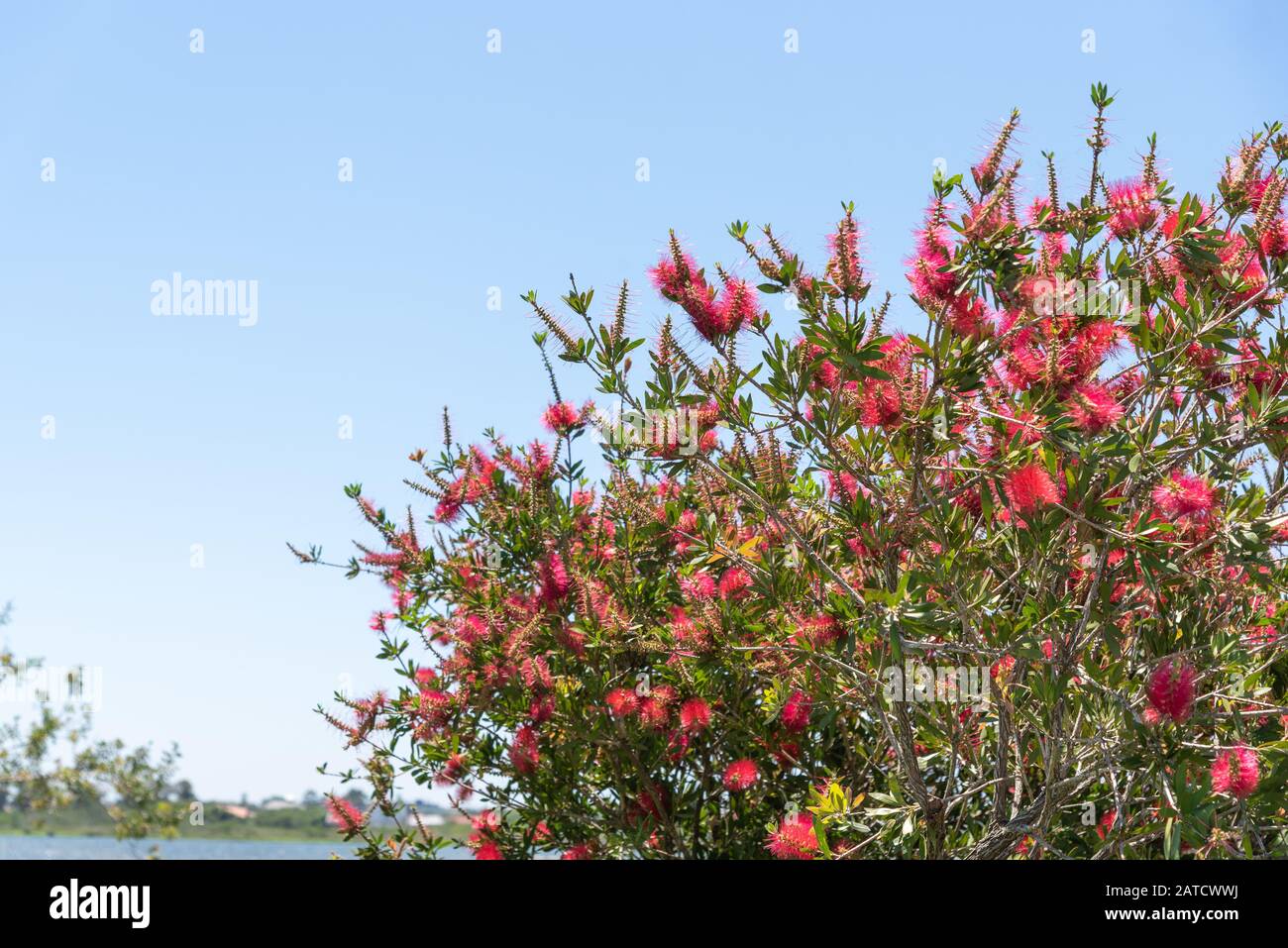 Red flower brazilian plant hi-res stock photography and images - Alamy