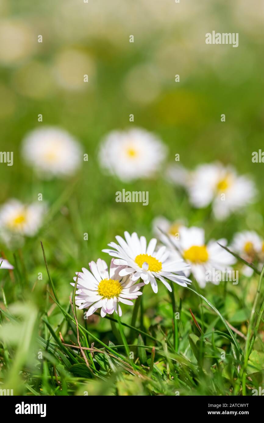 Beautiful chamomile flowers close up hi-res stock photography and ...
