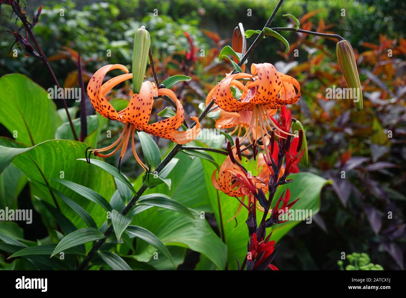 Beautiful shot of tiger lilies in the forest surrounded by different ...
