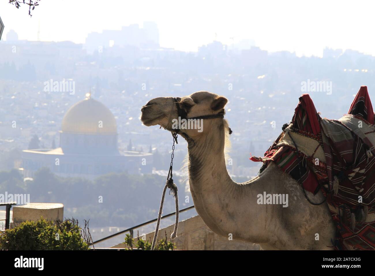Camel standing next to the buildings of the city Stock Photo - Alamy