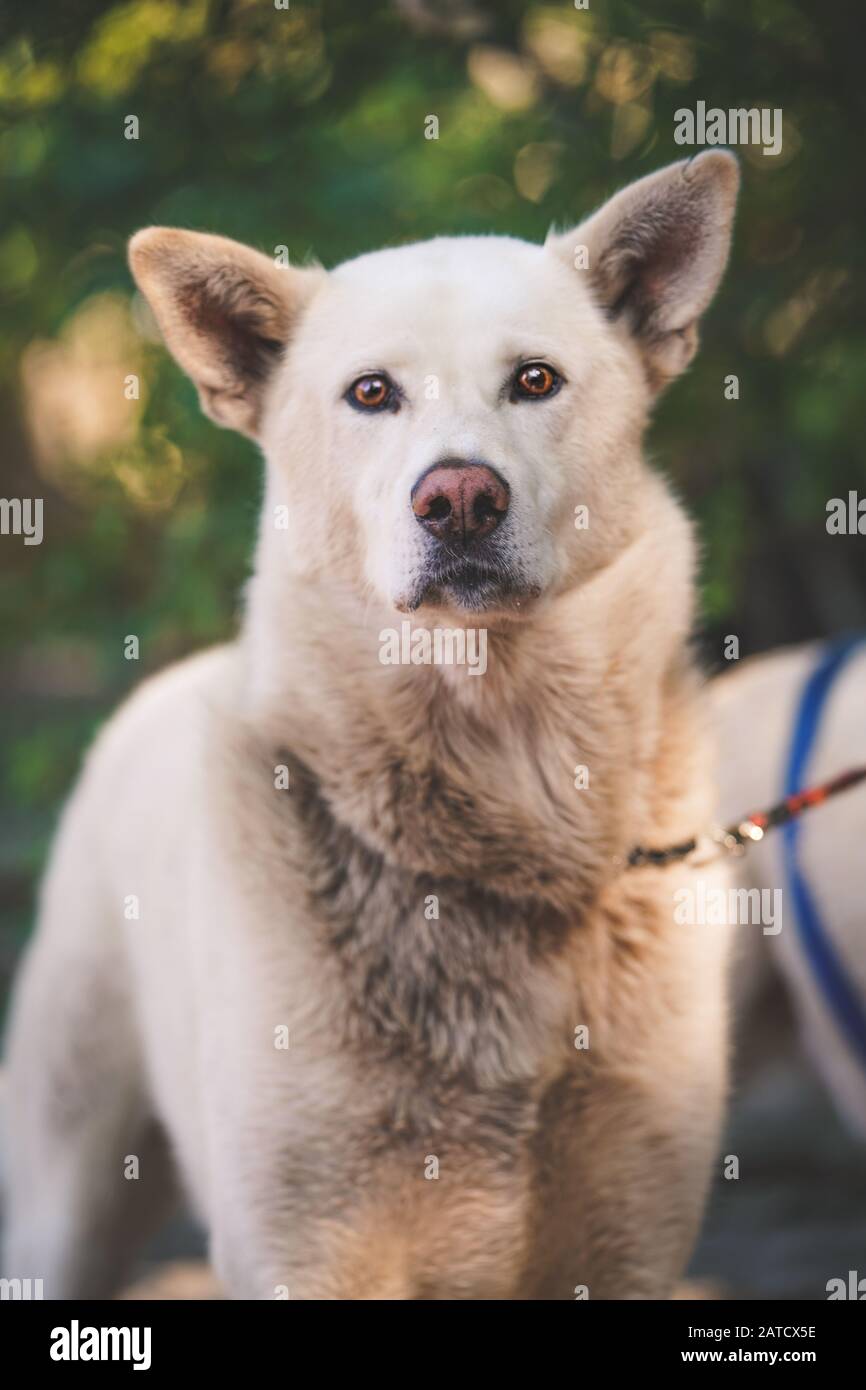 Jindotgae dog hi-res stock photography and images - Alamy
