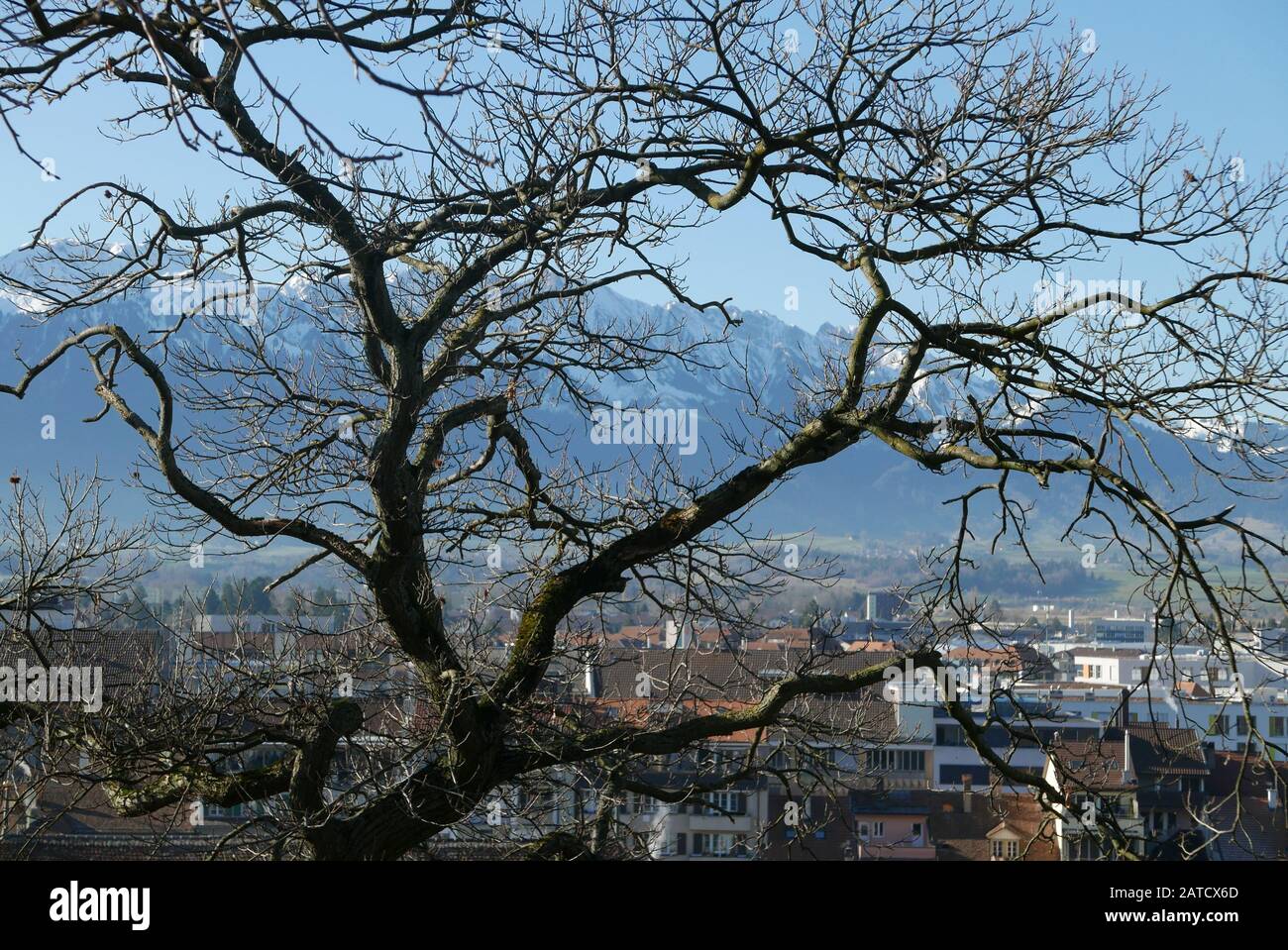 Beautiful shot of a dead tree with an overlooking view of city ...
