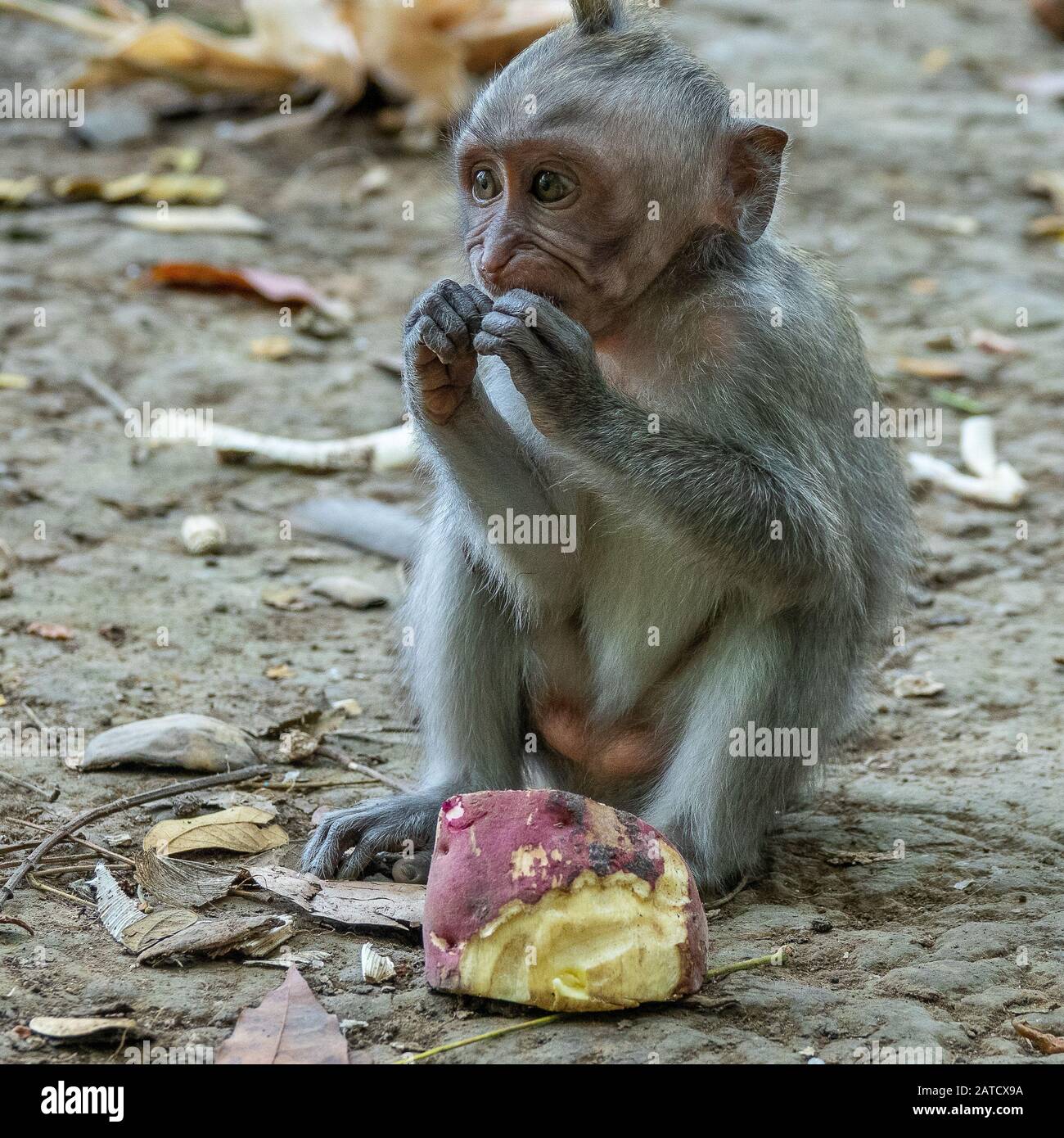 Closeup shot of a cute monkey eating a fruit while sitting on the ...