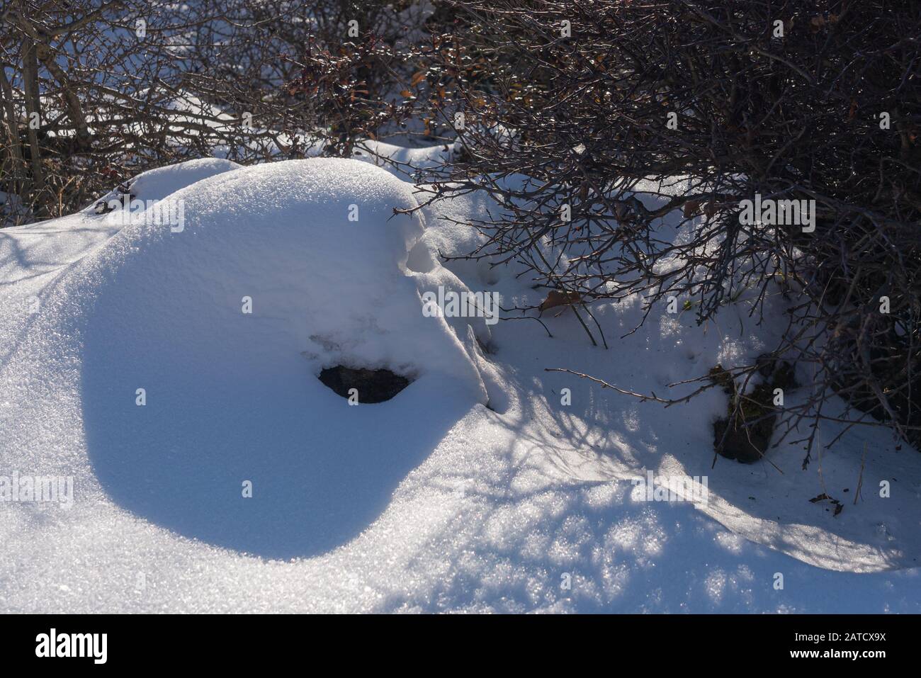 Footprints In The Snowy Garden High Resolution Stock Photography and ...