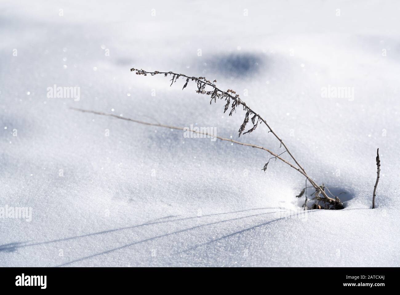 Footprints In The Snowy Garden High Resolution Stock Photography and ...