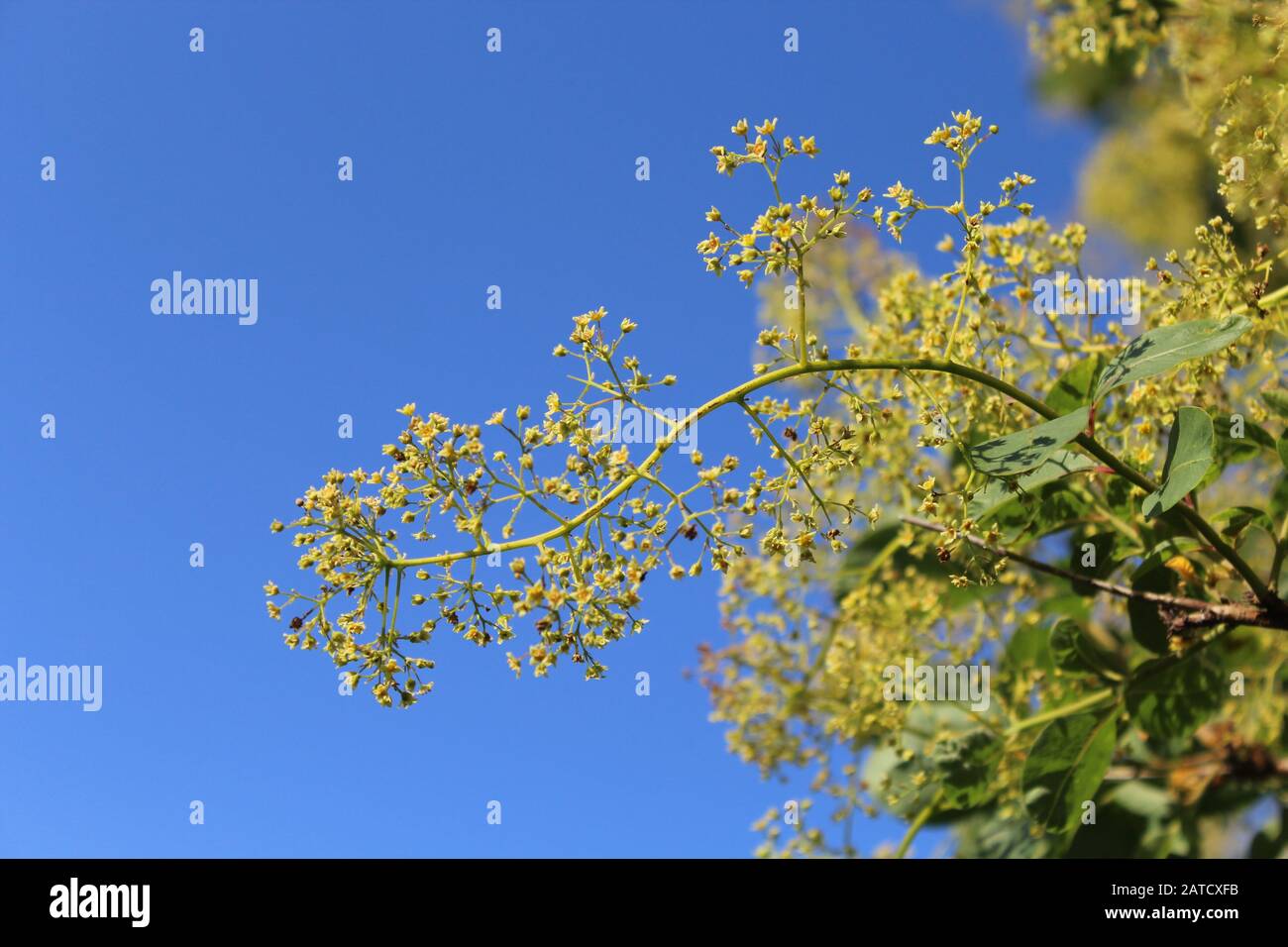 Beautiful shot of green cotinus coggygria plants under the clear blue ...