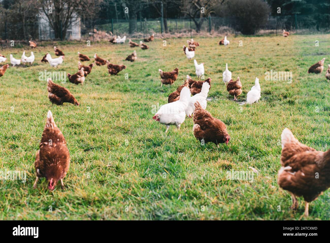 Field full of chickens of different colors in the farm Stock Photo - Alamy