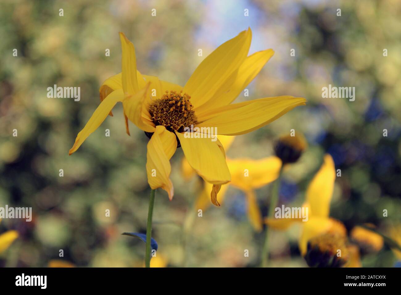 Deformed petals hi-res stock photography and images - Alamy