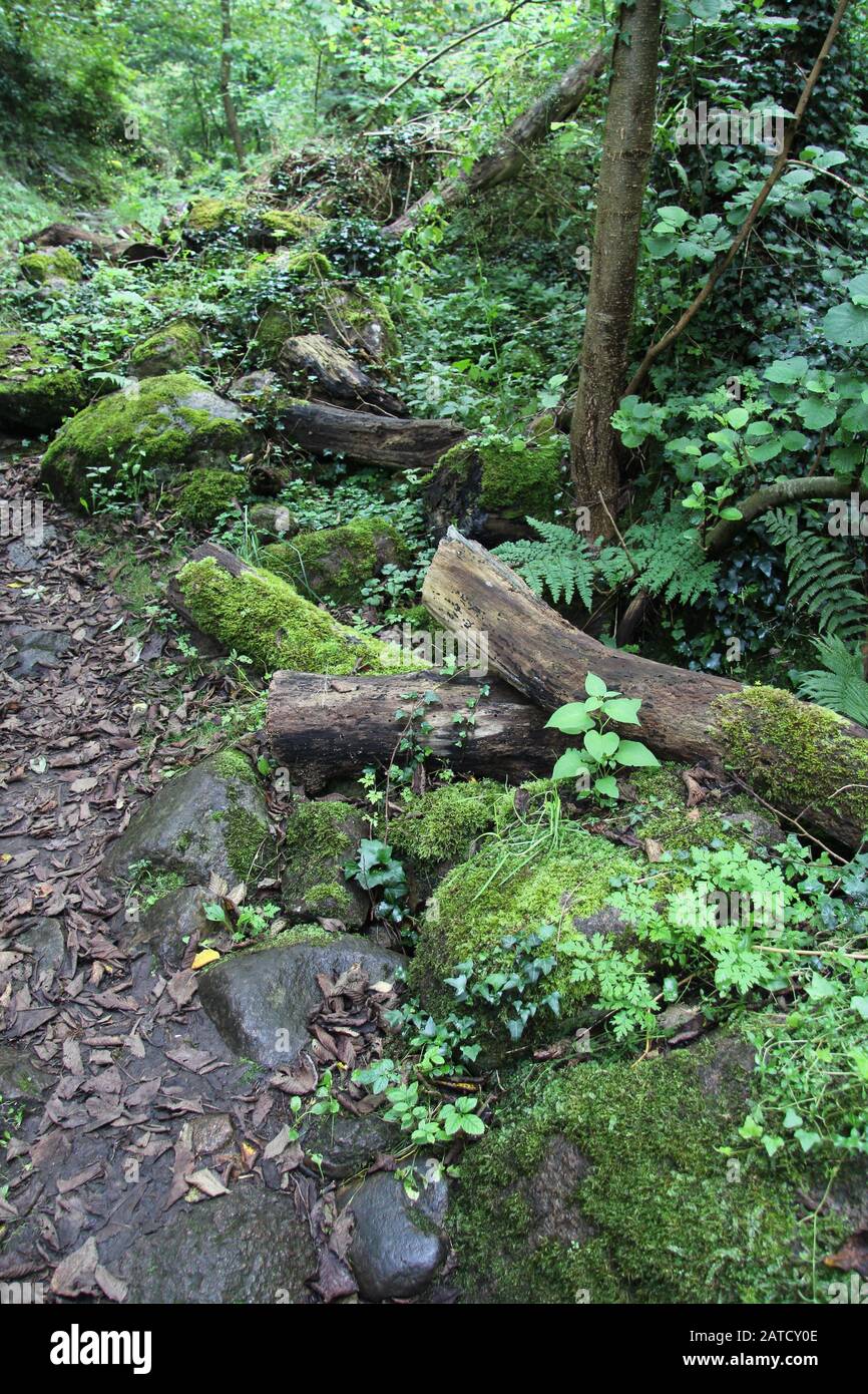 Trail woods hike hiking stream log hi-res stock photography and images ...