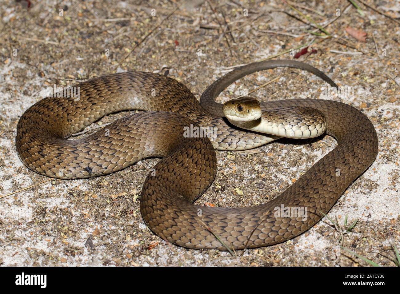 Rough-scaled Snake in strike pose Stock Photo - Alamy