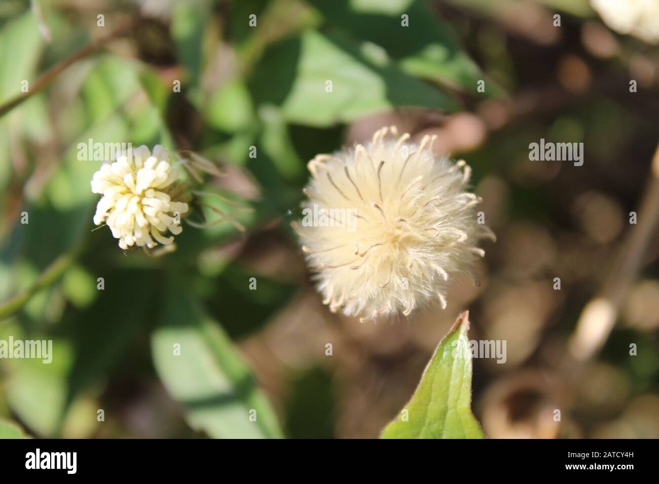 Closeup shot of a clematis seed fluff after flowering Stock Photo - Alamy