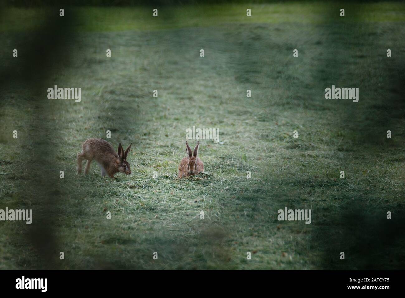Beautiful shot two rabbits hi-res stock photography and images - Alamy