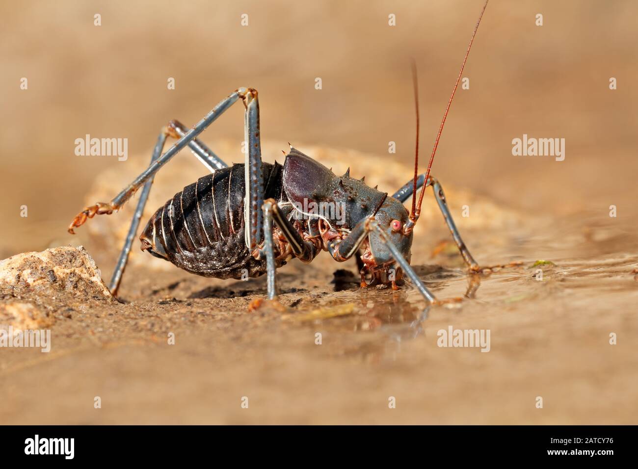 An African armoured ground cricket (Family Bradyporidae) drinking water ...