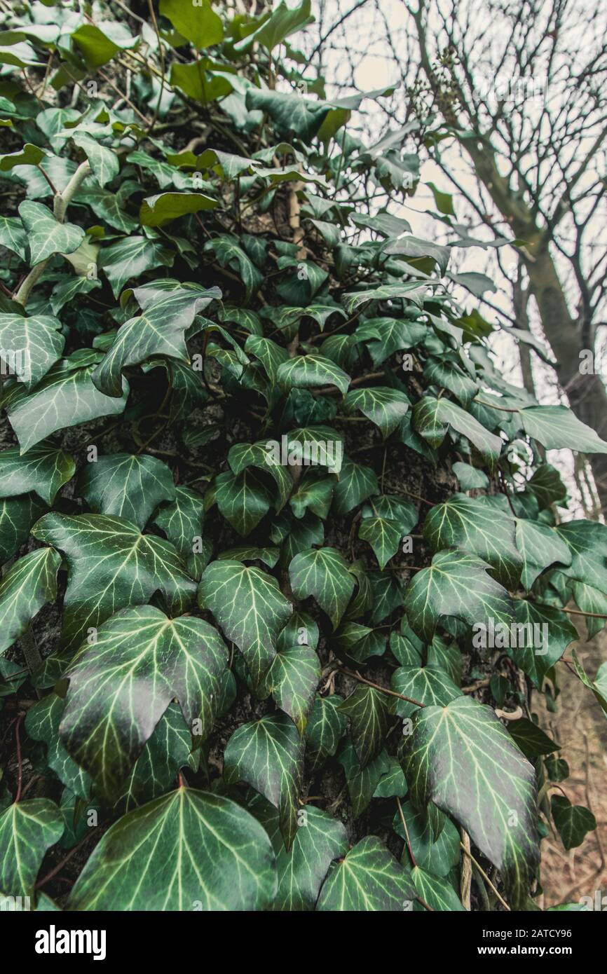 Vertical shot of green vine plants attached in the trunk of the tree ...