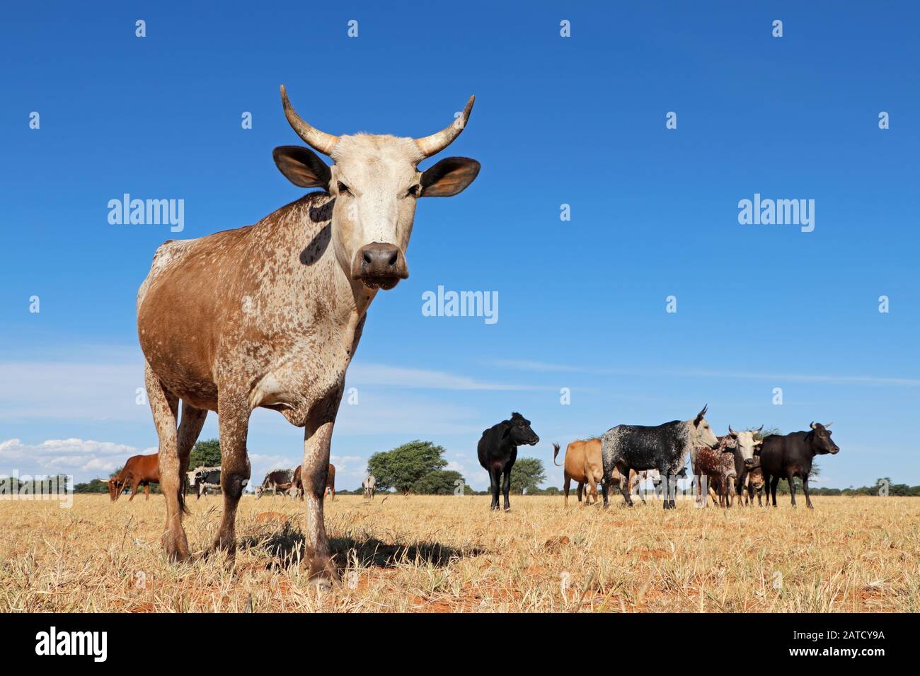 Nguni cow - indigenous cattle breed of South Africa - on a rural farm ...