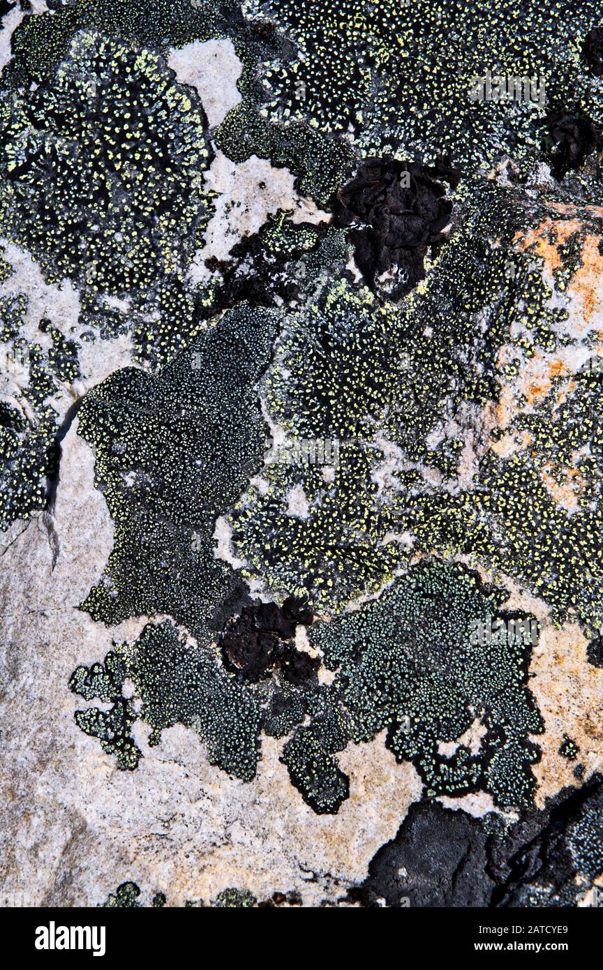 Rock lichen patterns on rock in the high elevation mountains close up ...