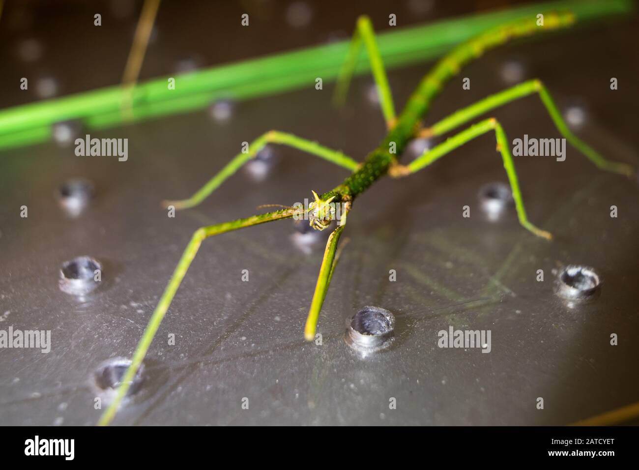 Walking stick insect on white hi-res stock photography and images - Alamy