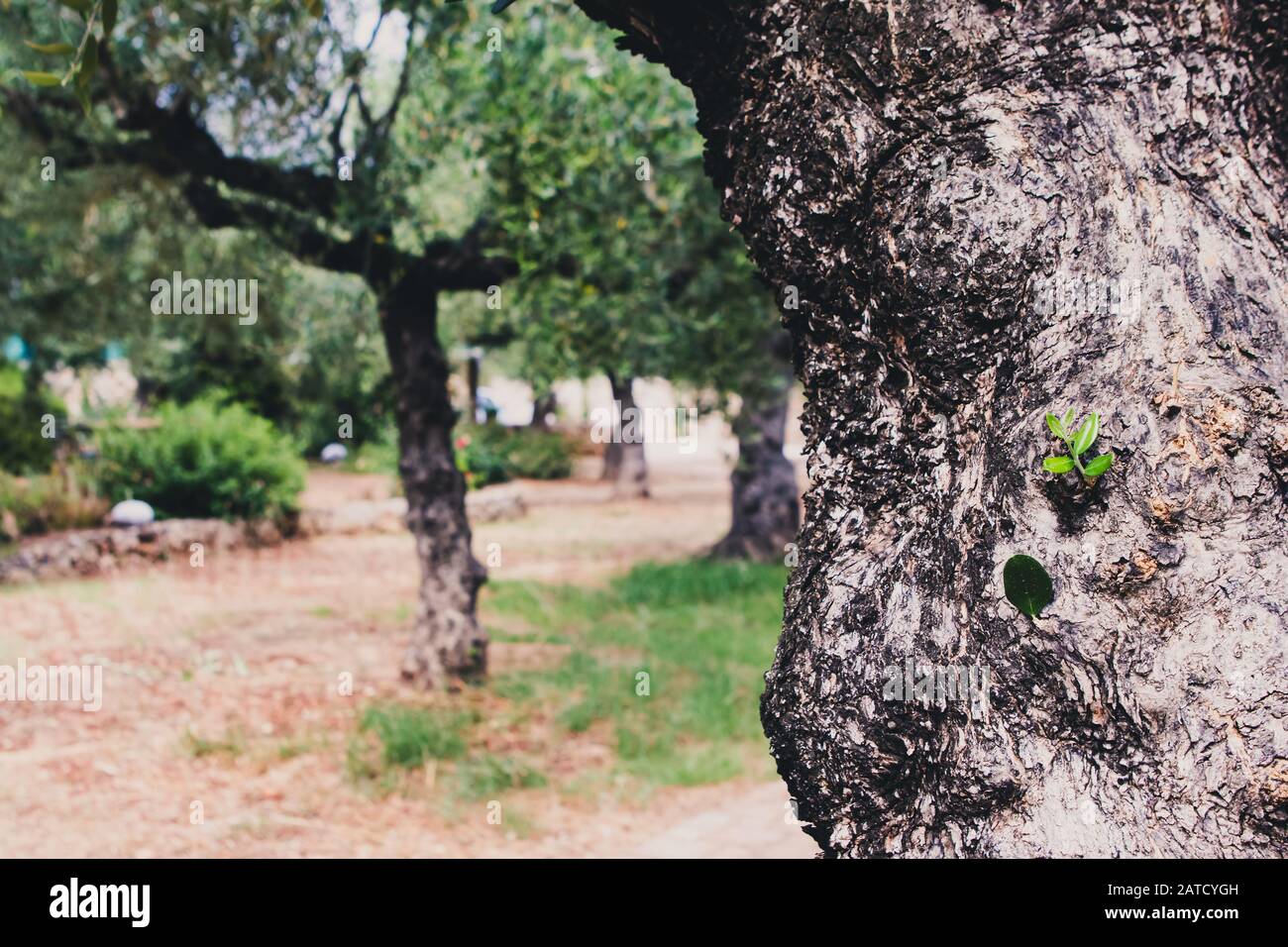 Olive grove culture hi-res stock photography and images - Alamy