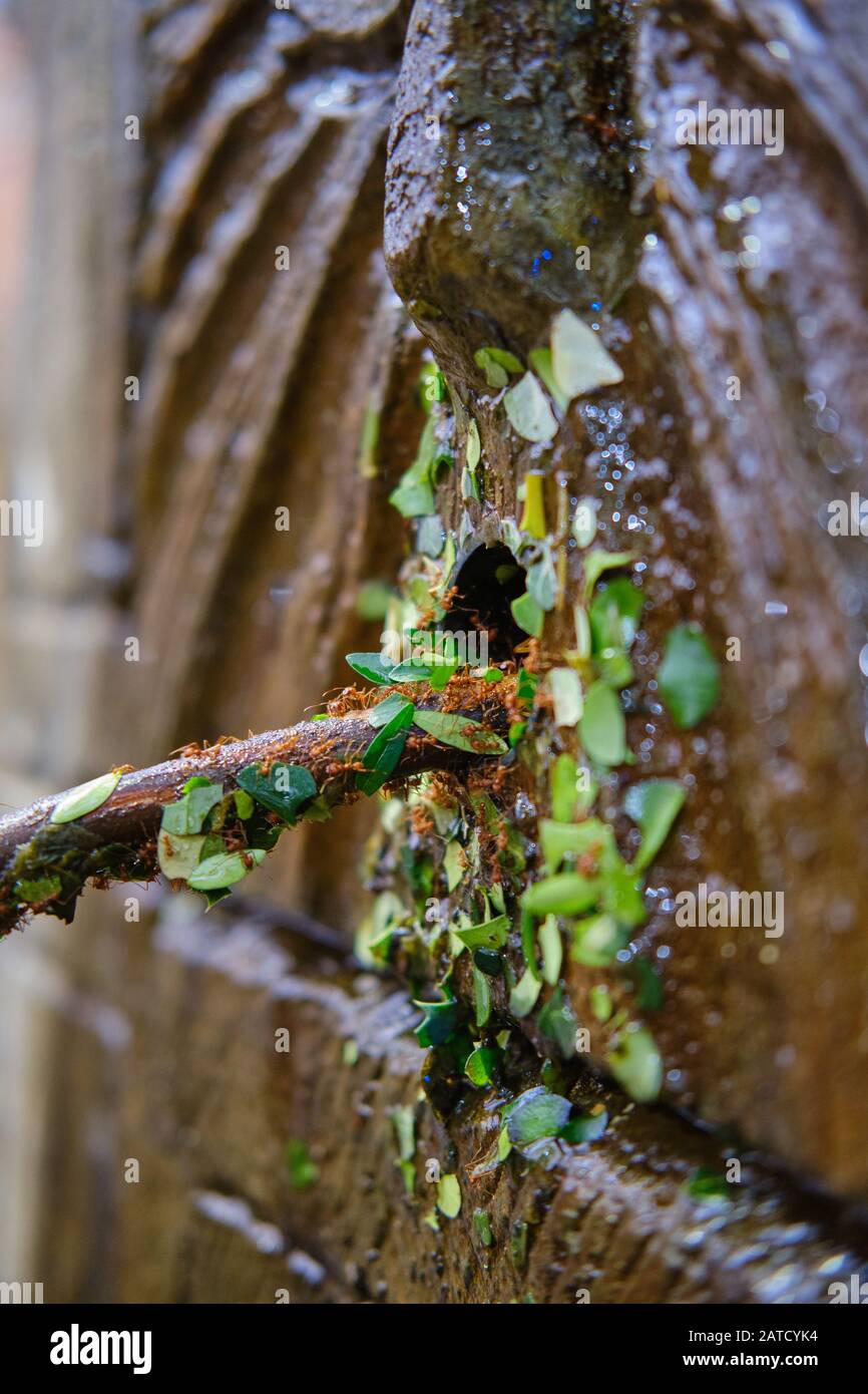 Ant carving hi-res stock photography and images - Alamy
