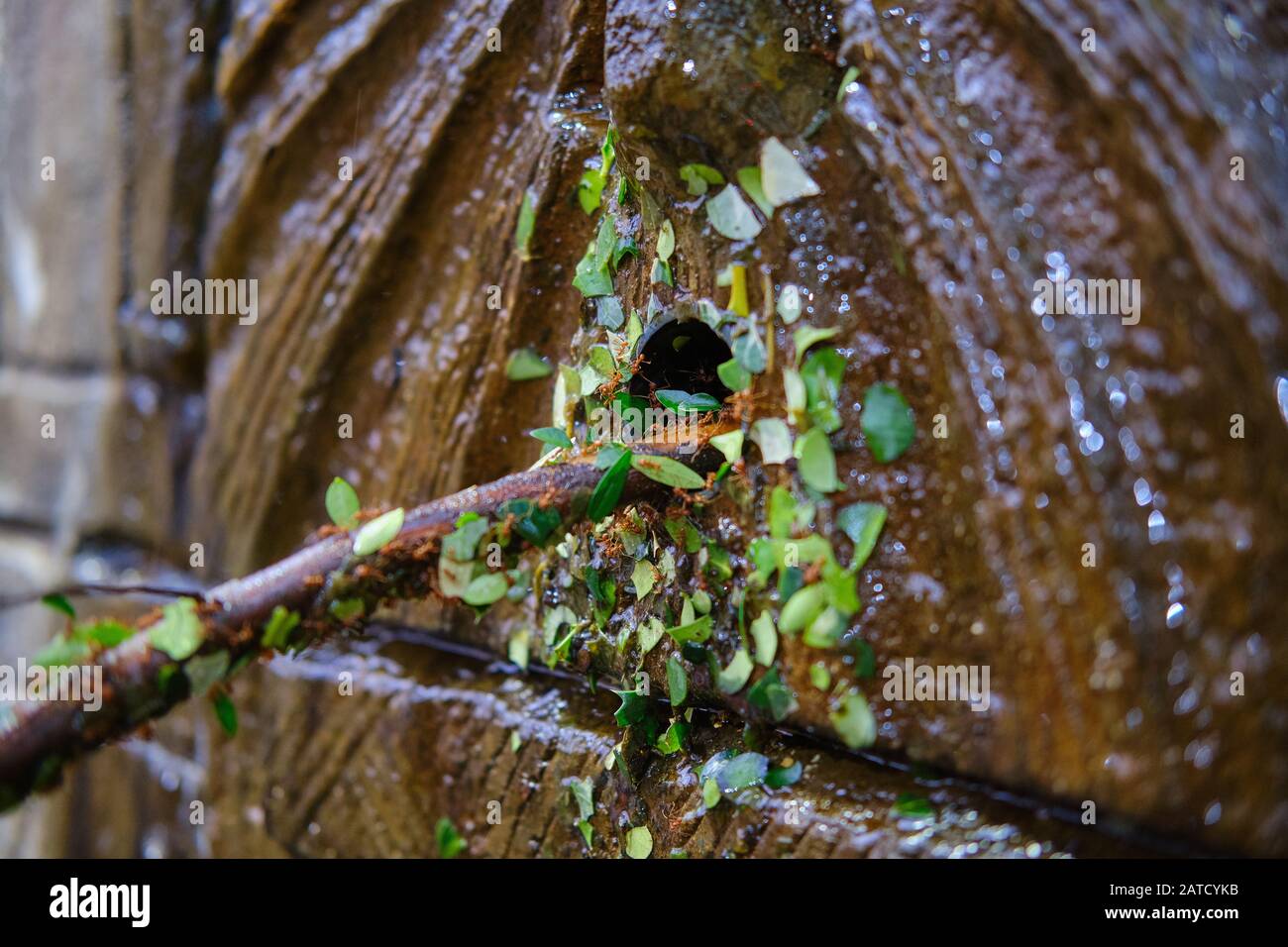 Ant carving hi-res stock photography and images - Alamy