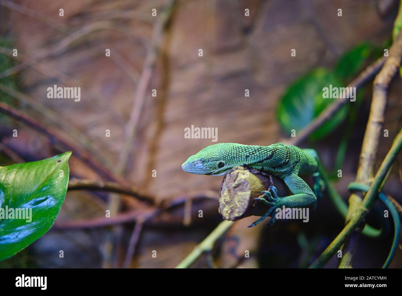 Green lizard on a branch of a tree with blurred background Stock Photo ...