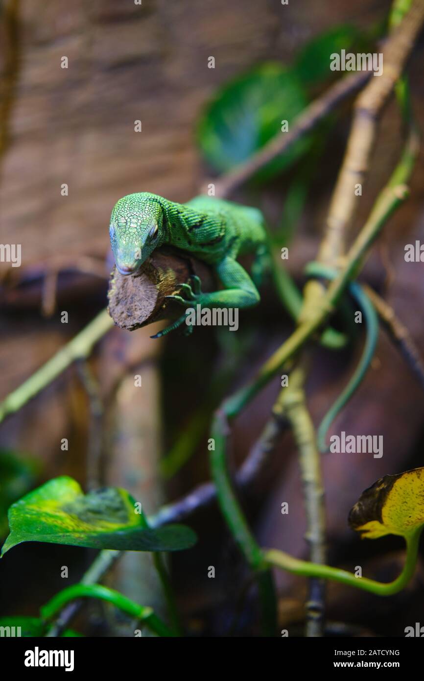 Vertical shot of a green lizard on a branch of a tree Stock Photo - Alamy