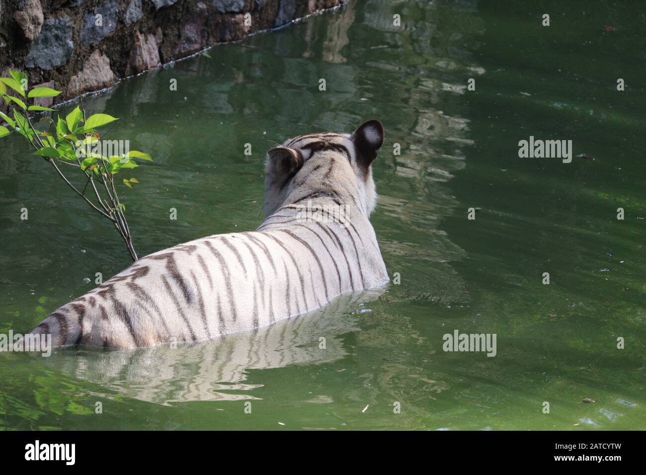 Tiger back of head hi-res stock photography and images - Alamy