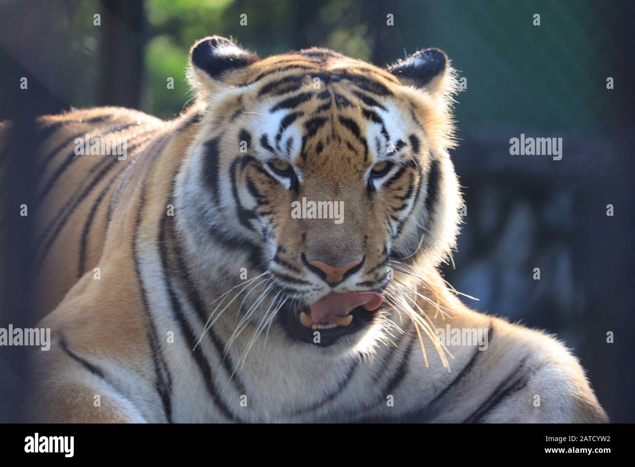 Tiger head shot hi-res stock photography and images - Alamy