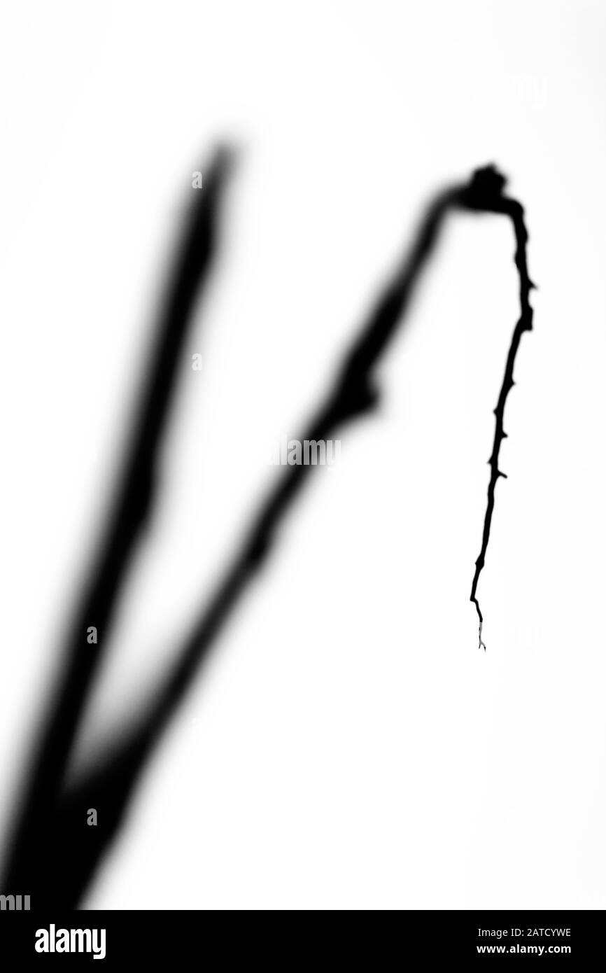 Closeup greyscale shot of a leafless tree branch on a blurred ...