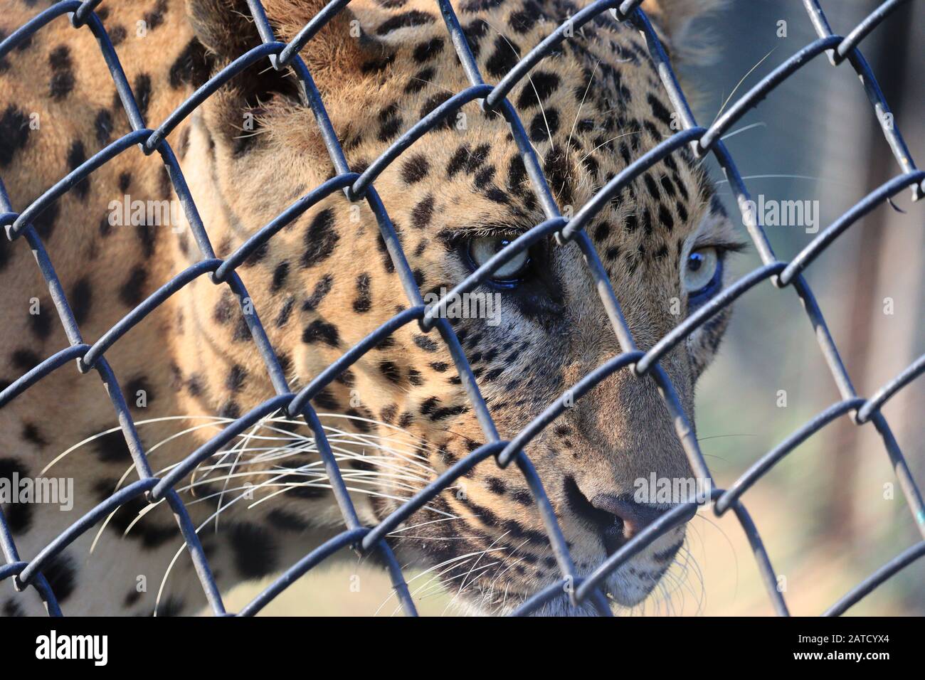 Leopard in cage hi-res stock photography and images - Alamy