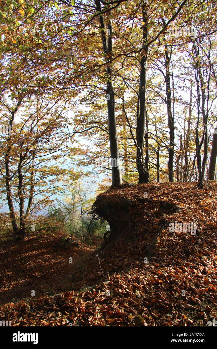 Vertical shot of a beautiful forest territory at Trelde Naes, Denmark ...