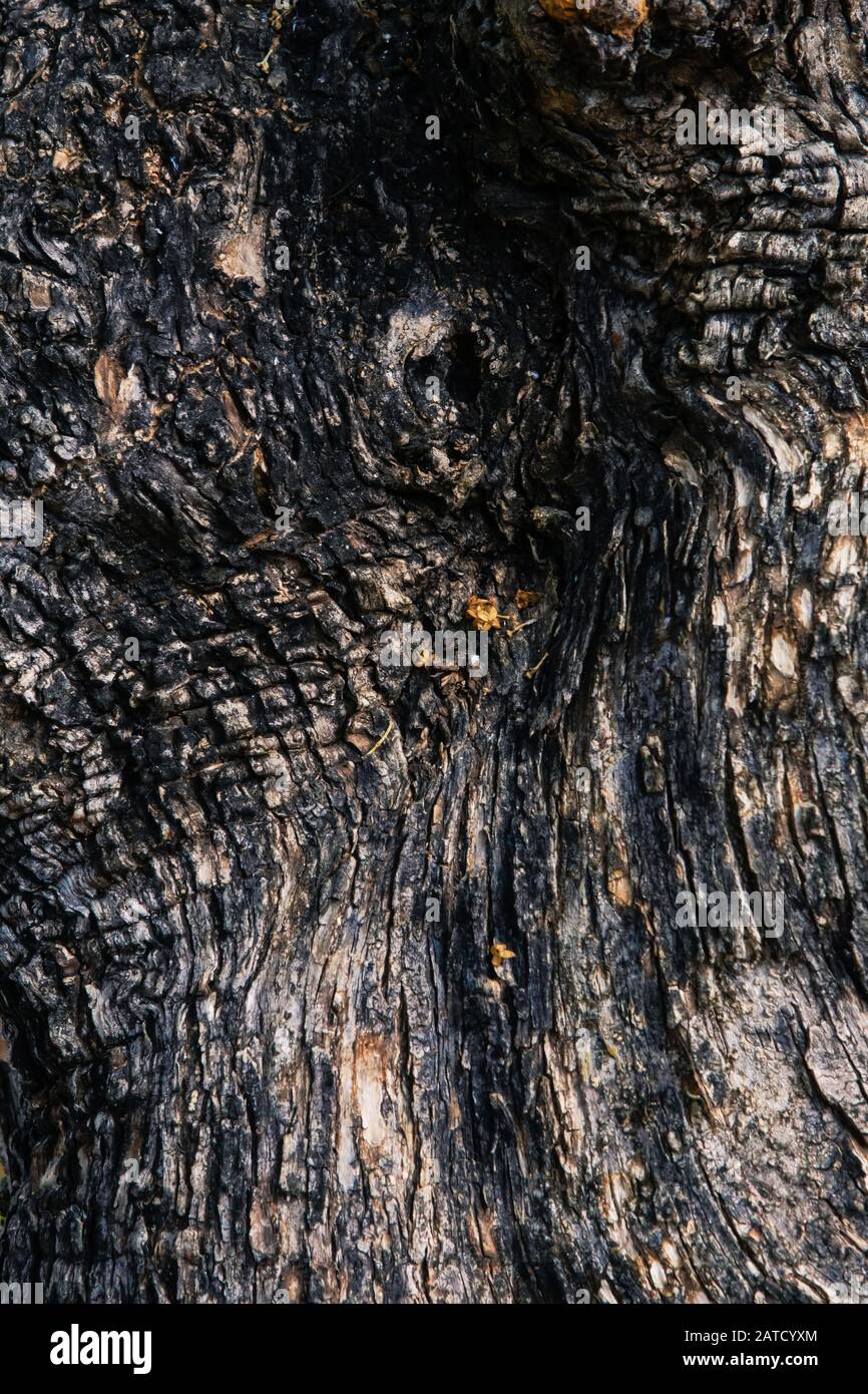 Olive Tree Bark High Resolution Stock Photography and Images - Alamy