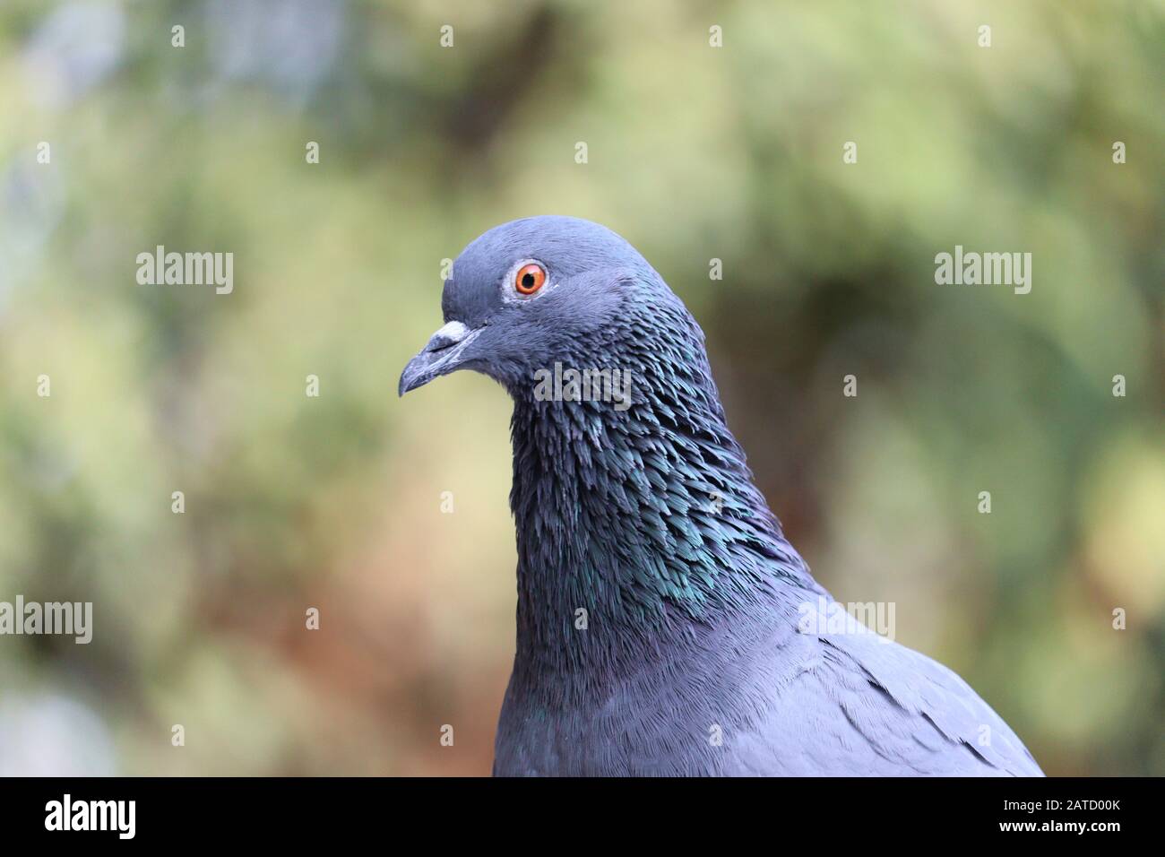 portrait of one eye pigeon in thar Stock Photo - Alamy