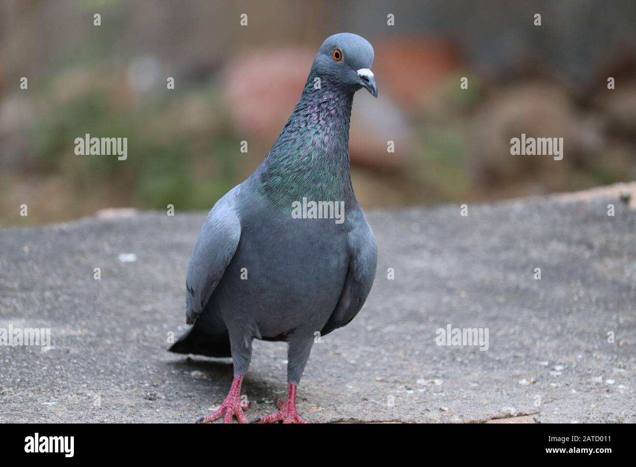front image of speed racing pigeon bird on rock blur background Stock ...