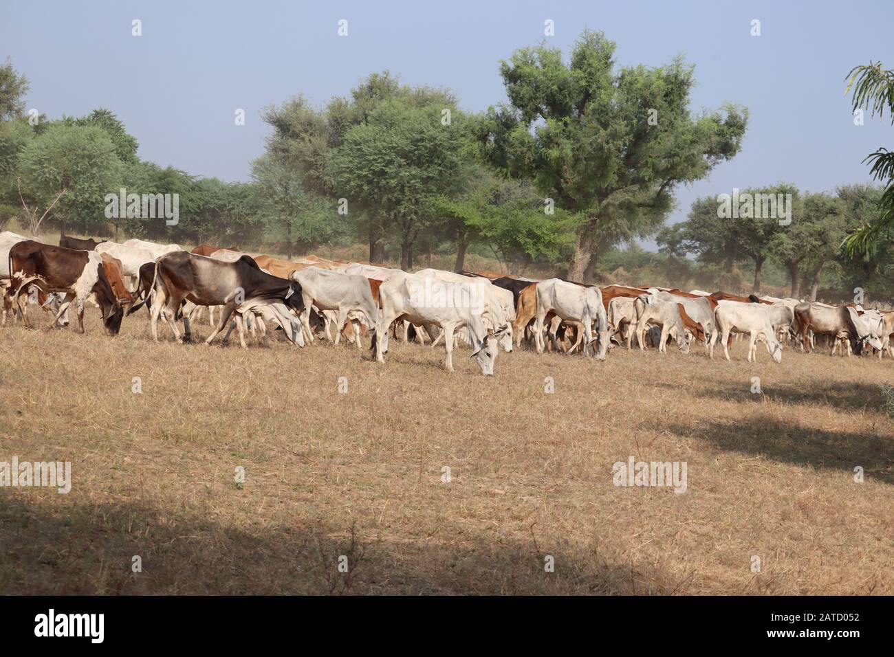 Dead cattle landscape hi-res stock photography and images - Alamy