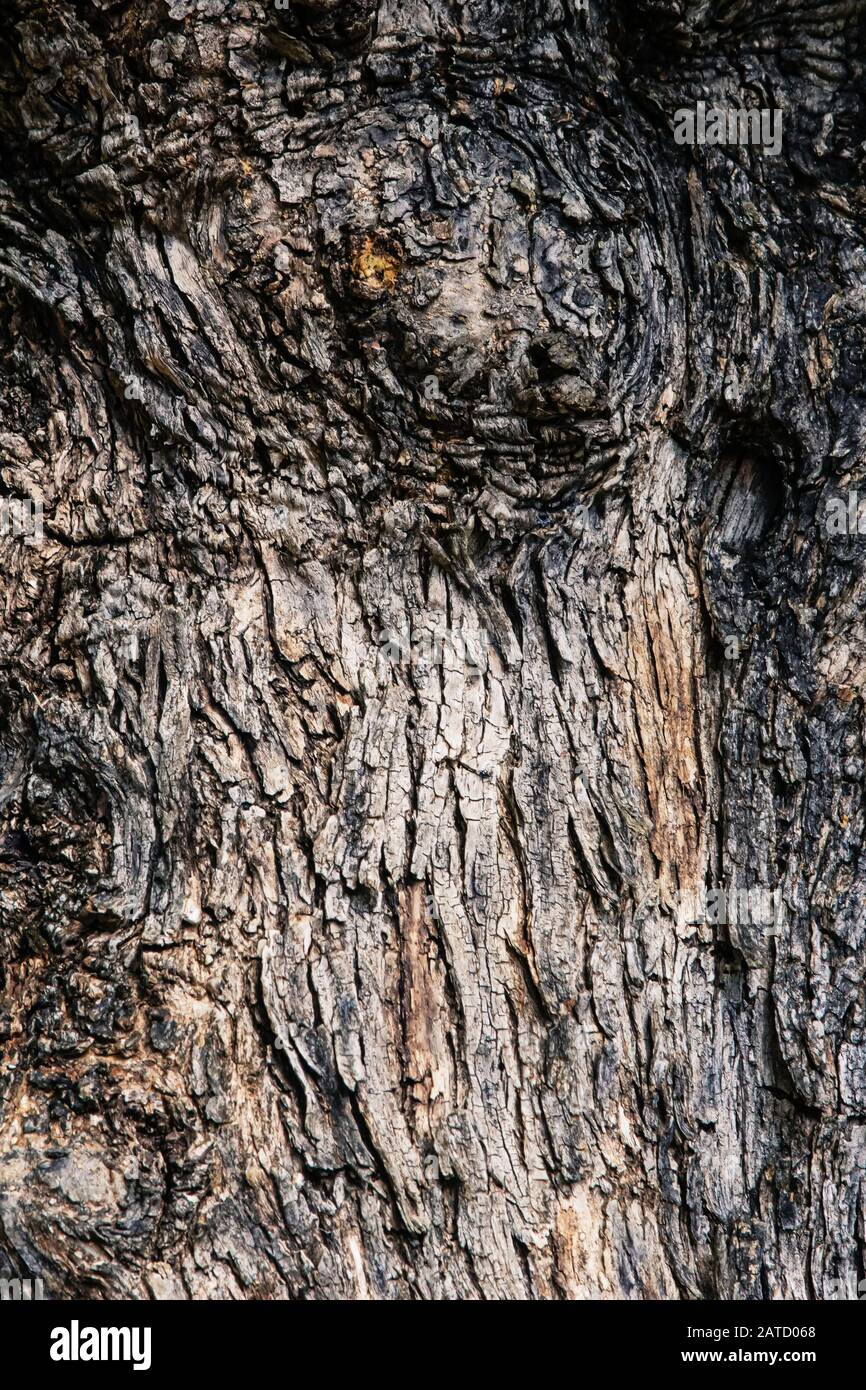 Olive tree bark hi-res stock photography and images - Alamy