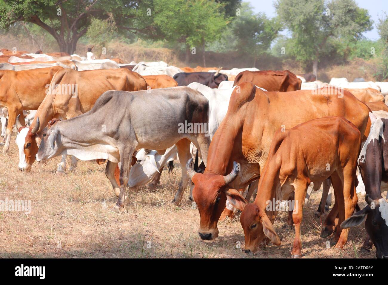 Dead cattle landscape hi-res stock photography and images - Alamy