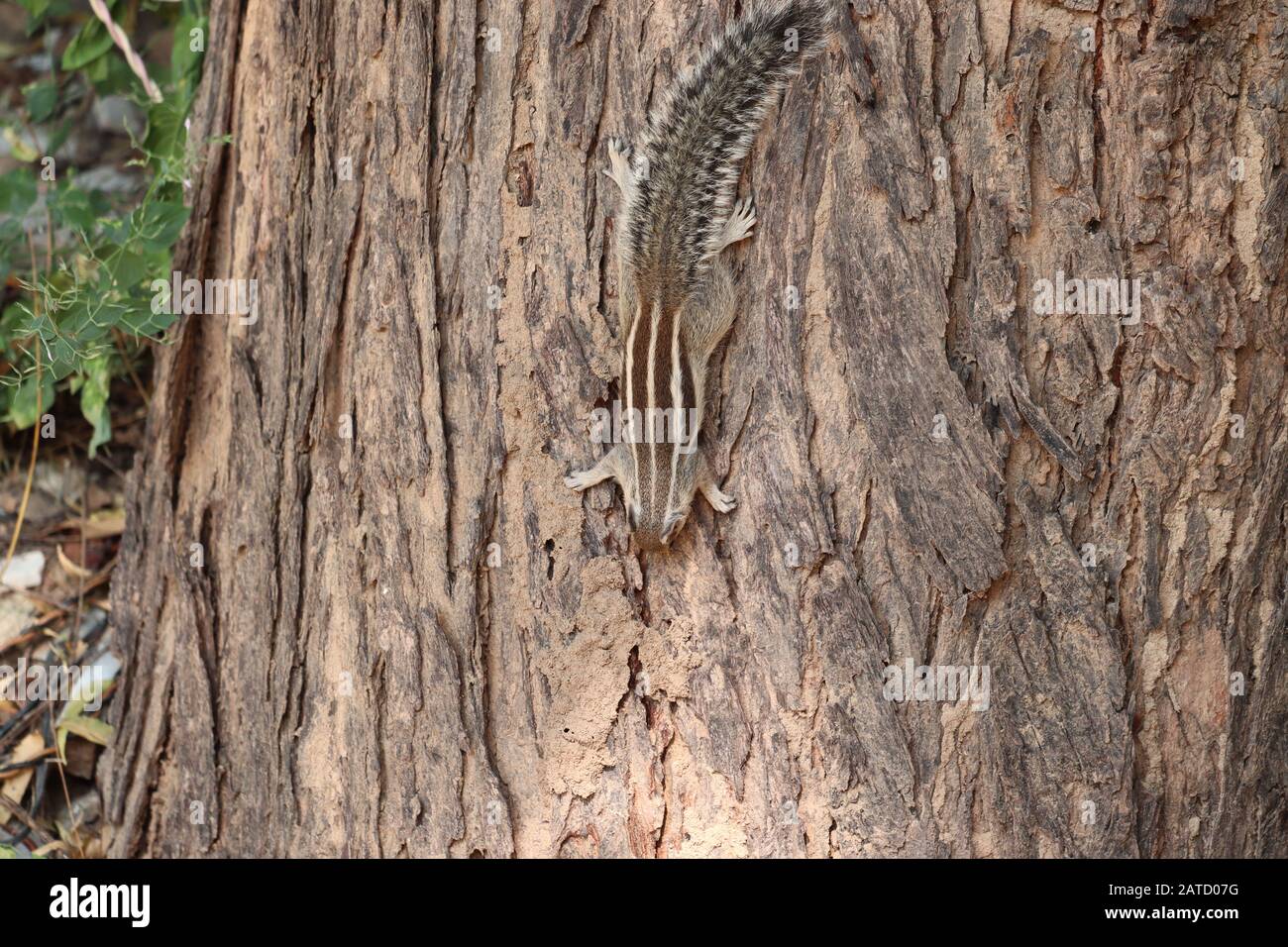 Dead grey squirrel hi-res stock photography and images - Alamy