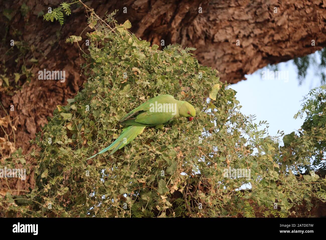 Dead parrot hi-res stock photography and images - Alamy