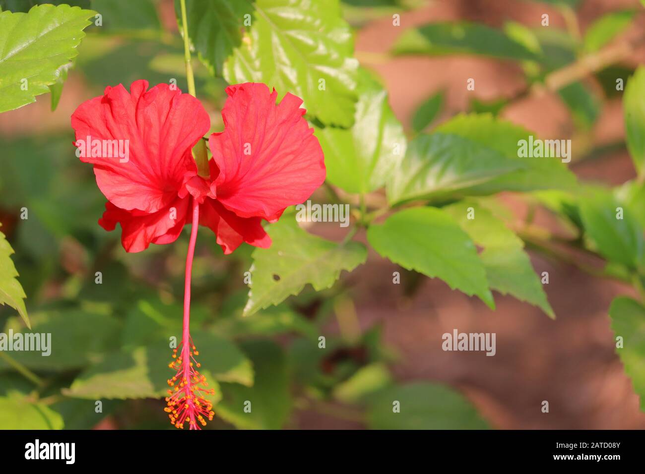 Hibiscus plant and flower hi-res stock photography and images - Alamy